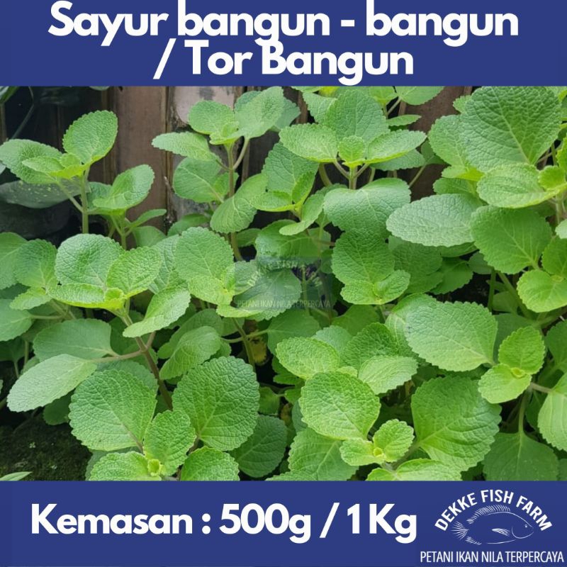 Jual Daun Bangun-Bangun / Torbangun Segar – Dipetik Langsung dari Kebun ...