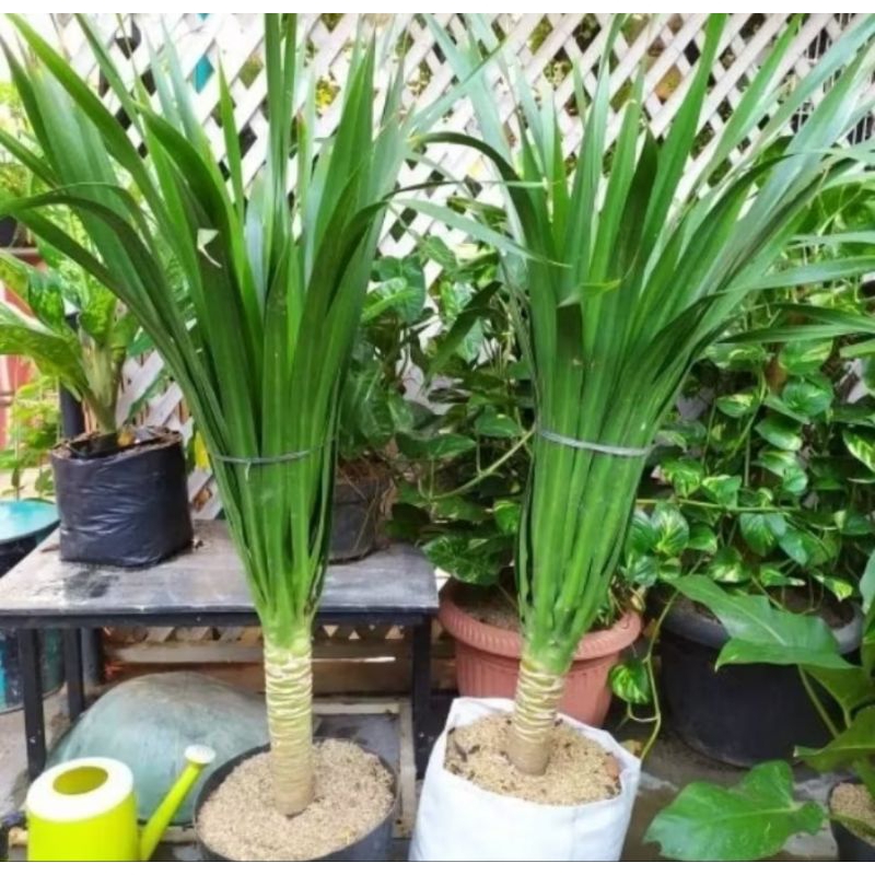 Jual Tanaman Hias Pandan Bali Ukuran Besar 50-80cm Daun / Tanaman ...