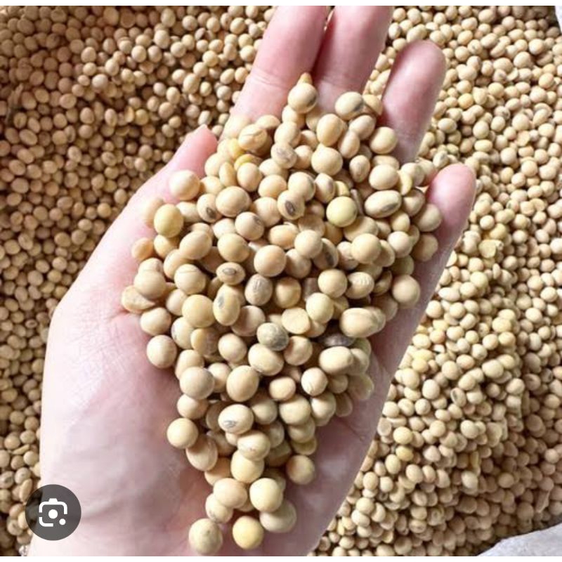 Jual KACANG KEDELAI KUNING ( Untuk susu kedelai) | Shopee Indonesia