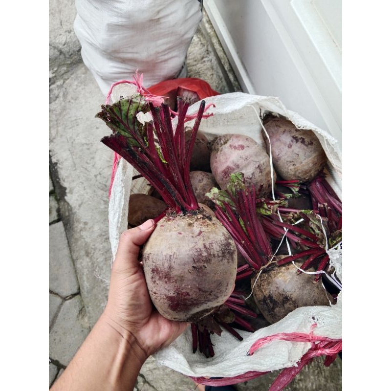 Jual Buah bit JUMBO 2 KG | Shopee Indonesia