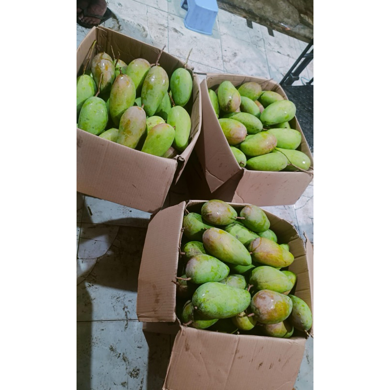 Jual Mangga Kiojay Fresh metik | Shopee Indonesia