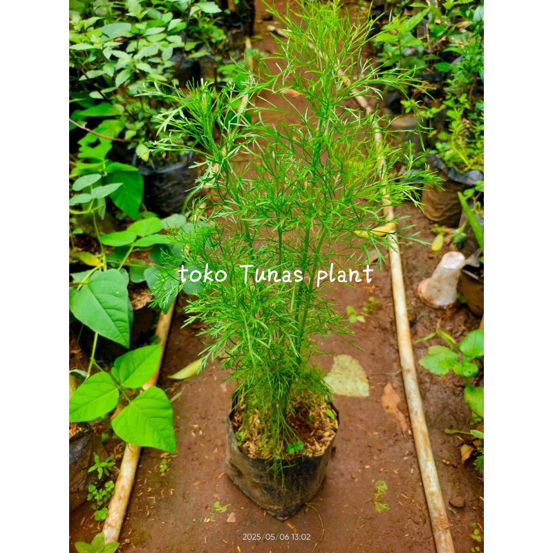Jual Bibit Pohon Adas - Tanaman Dill Tanaman Herbal - Ada Sawo | Shopee ...