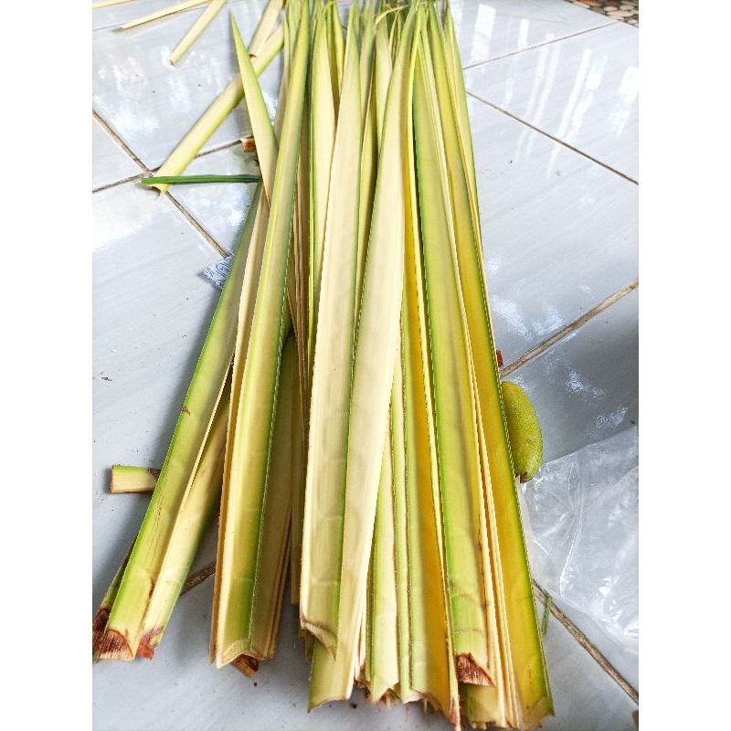 Jual Daun kelapa muda janur kuning per 50 lembar | Shopee Indonesia