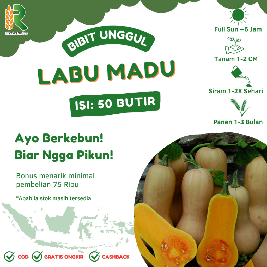 Jual (50 BUTIR) BIJI BENIH LABU MADU MANIS BUTTERNUT SQUASH KUALITAS ...