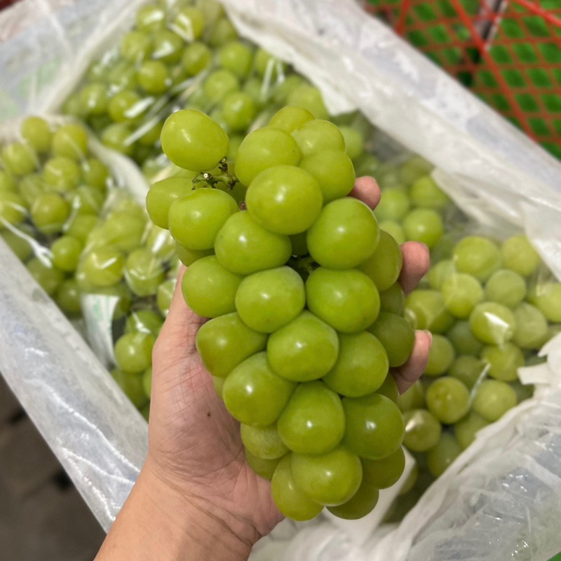 Jual BUAH ANGGUR HIJAU MUSCAT | SHINE MUSCAT | MUSKAT GRAPE FRUIT ...