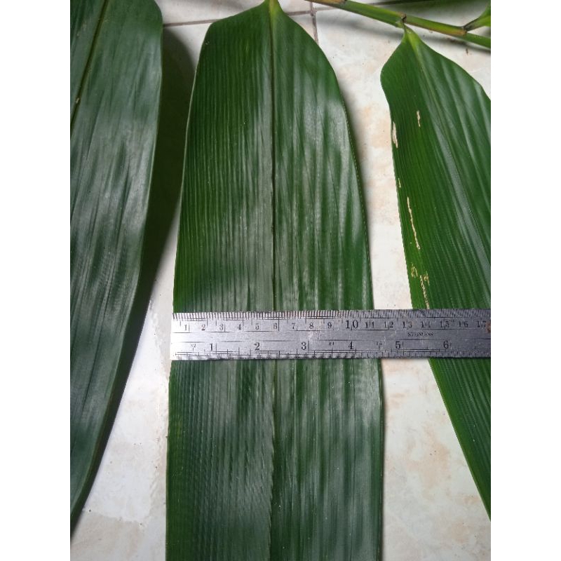 Jual Daun bambu apus/awi tali ukuran jumbo kualitas fress 100 Lembar ...