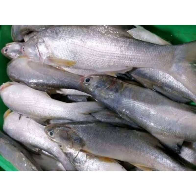 Jual Ikan senangin fresh ( JM 1 kosong) | Shopee Indonesia