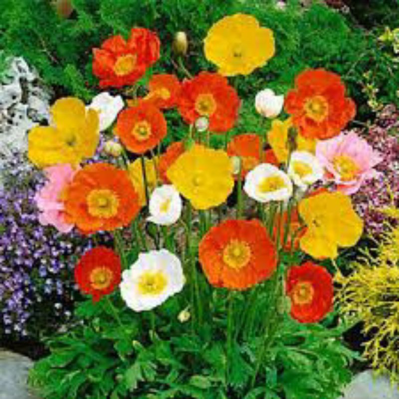Jual BENIH/BIJI BUNGA ICE LAND POPPY PAPAVER MIX/BUNGA TAHAN PANAS (200 ...