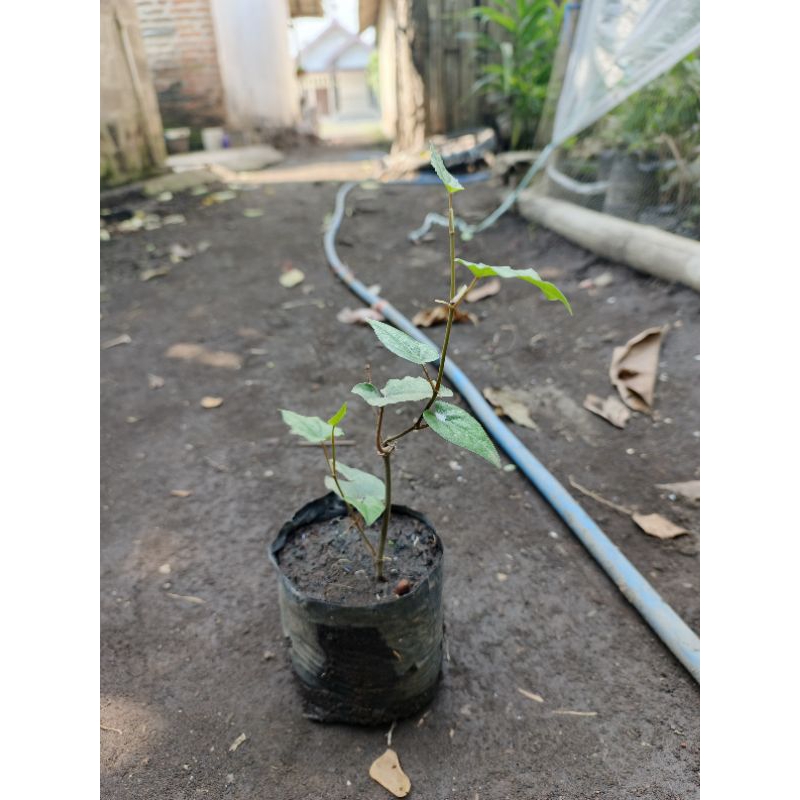 Jual Bibit cabe jamu/cabe jawa varitas madura super ungull buah besar ...