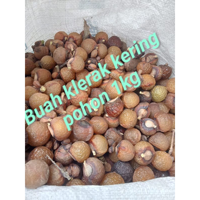 Jual Buah lerak super kering pohon 1kg | Shopee Indonesia