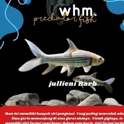 Jual Julieni Barb 7-9 cm (Mainan ikan) | Shopee Indonesia