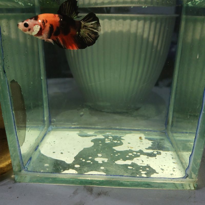 Jual (857) Hiasan Akuarium Plakat Nemo Cooper / Foto Asli ( Cupang ...