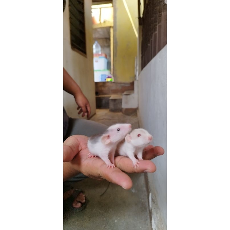 Jual tikus rat dumbo ear atau kuping gajah (jantan) | Shopee Indonesia