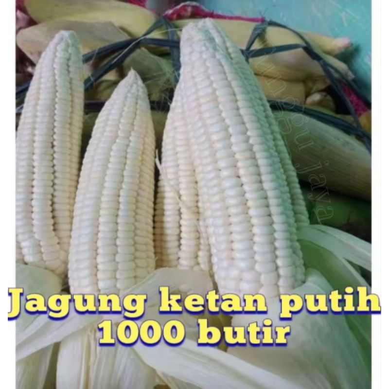 Jual BENIH JAGUNG PUTIH JAGUNG KETAN ISI 1000 BUTIR | Shopee Indonesia