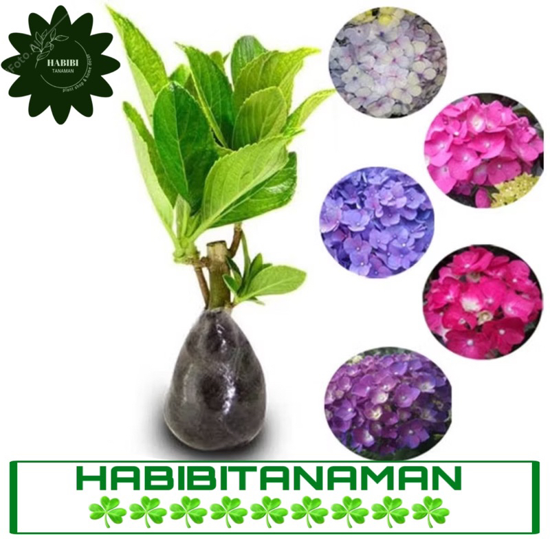Jual tanaman hias Pancawarna Hortensia - Bibit Tanaman Hydrangea ...