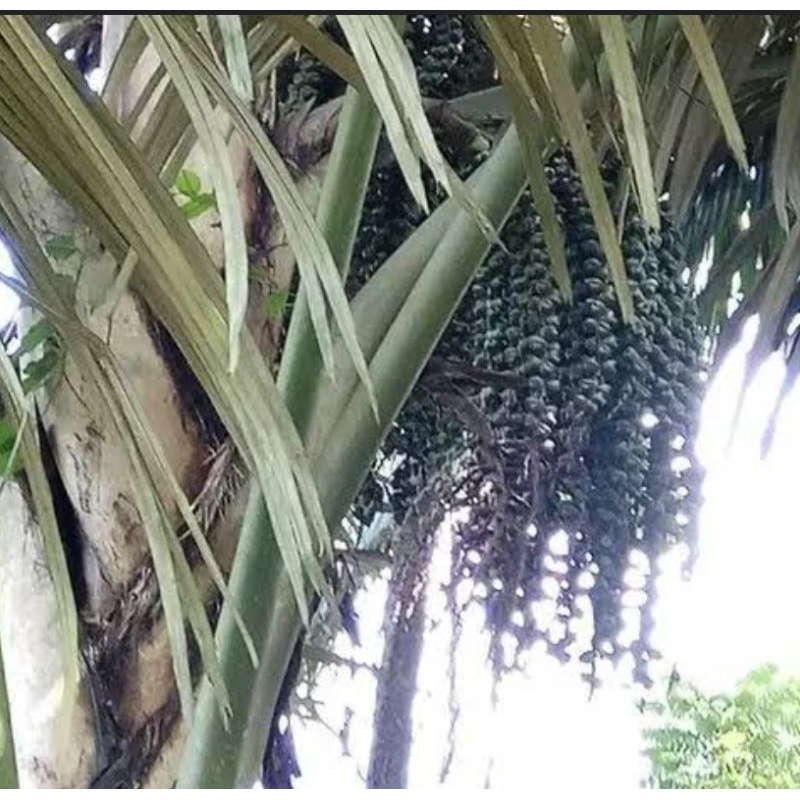 Jual Batang pohon aren segar batang aren isi 4 batang 40 cm-az | Shopee ...