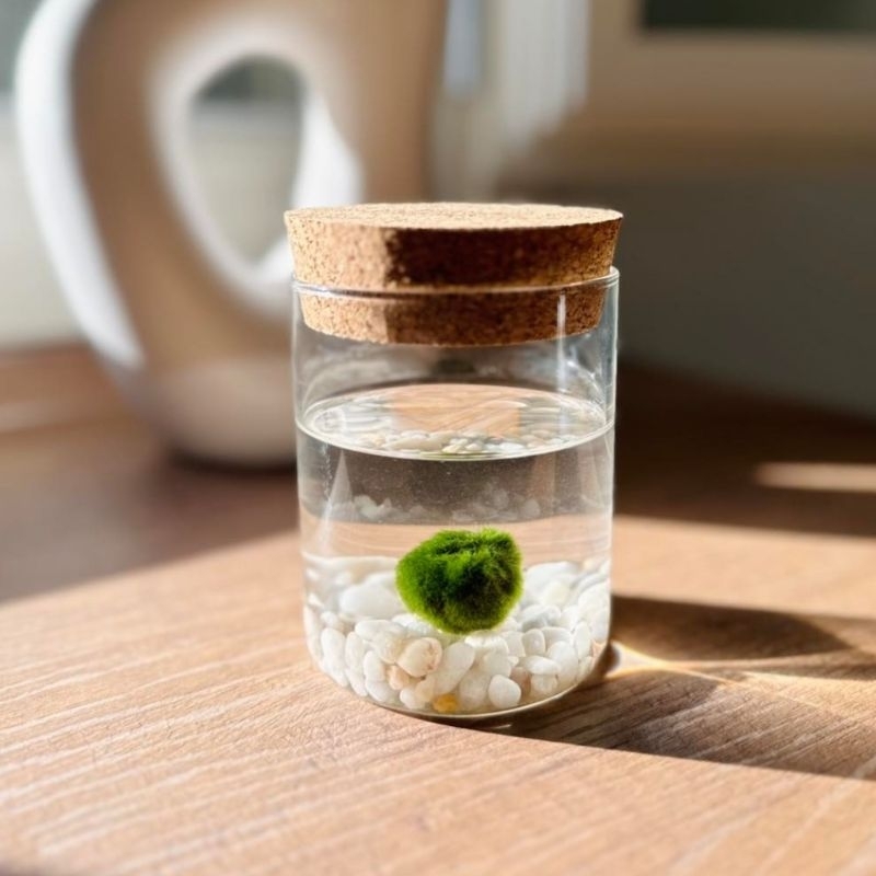 Jual botol kaca Aestetic Bonus cute Algae Ball, Bola Alga, Moss Ball, Marimo Diy| Hiasan ...