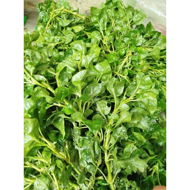 Jual Bibit stek tanaman daun bayam brazil terbaik siap tanam | Shopee ...