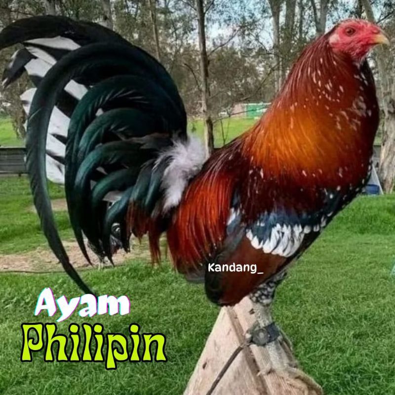 Jual TELUR AYAM PHILIPIN ASLI ORIGINAL SIAP TETAS | Shopee Indonesia