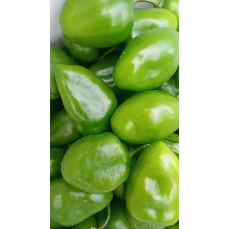 Jual cabe gendot viral segar baru petik 500g | Shopee Indonesia