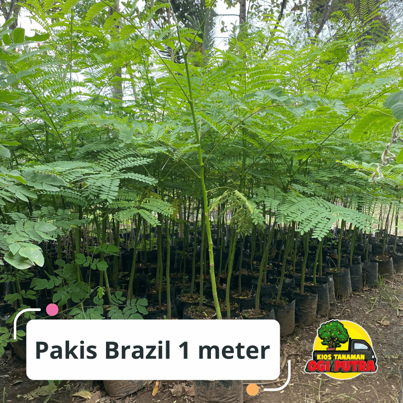 Jual Tanaman pakis brazil atau solobum parahyba 1 meter | Shopee Indonesia
