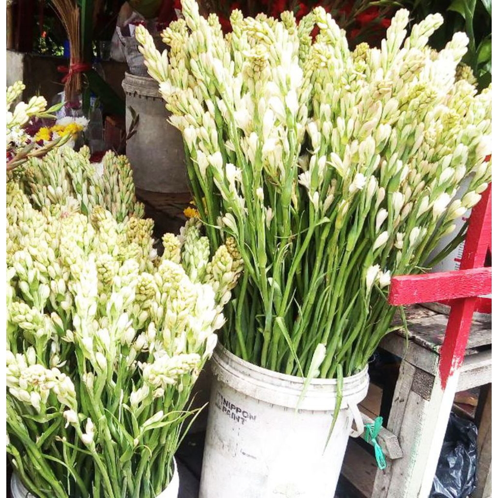 Jual Bunga Sedap Malam Fresh Untuk Nyekar atau sajen ritual ISI 10 ...