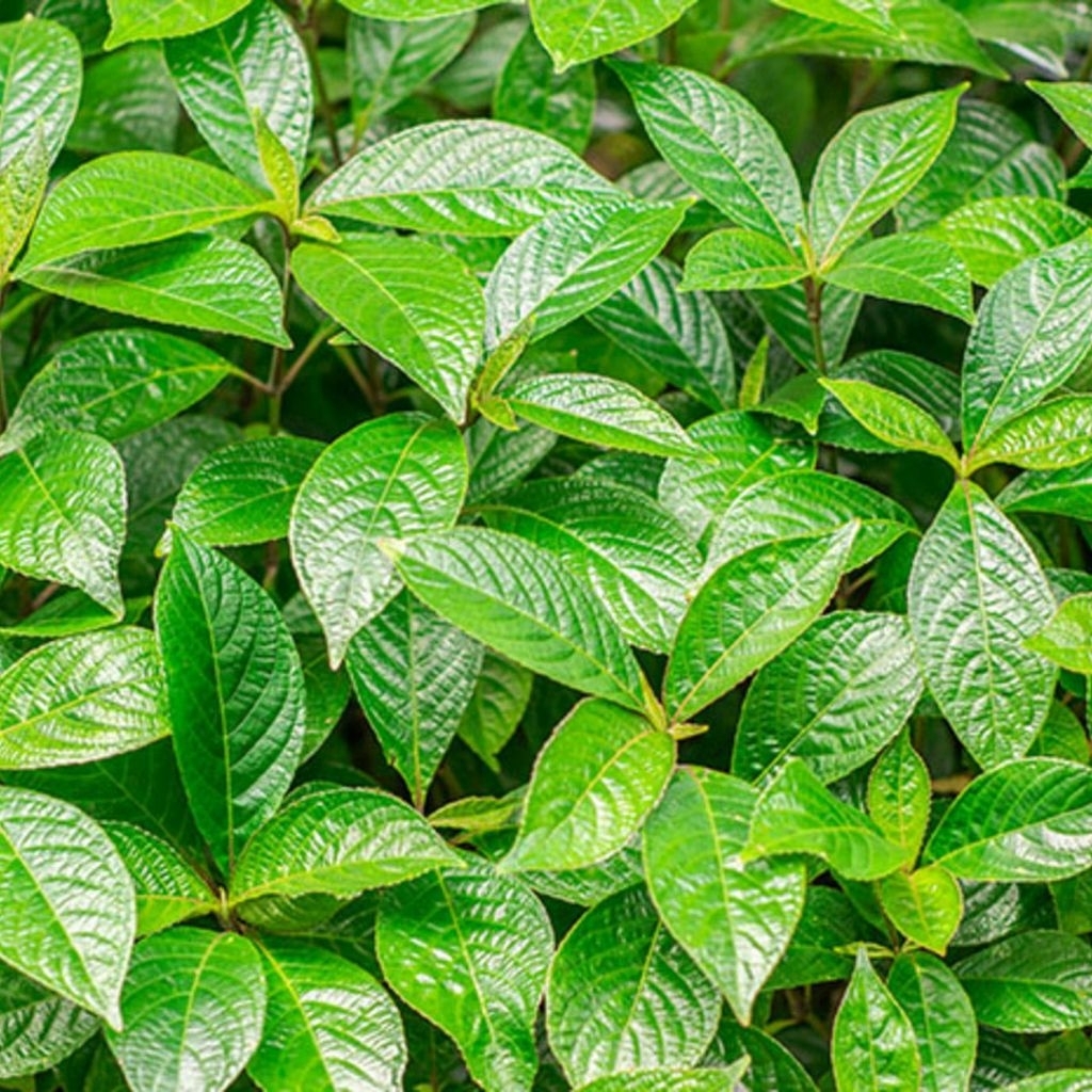 Jual Tanaman Daun Keji Beling (Herbal) / Kecibeling (Strobilanthes ...
