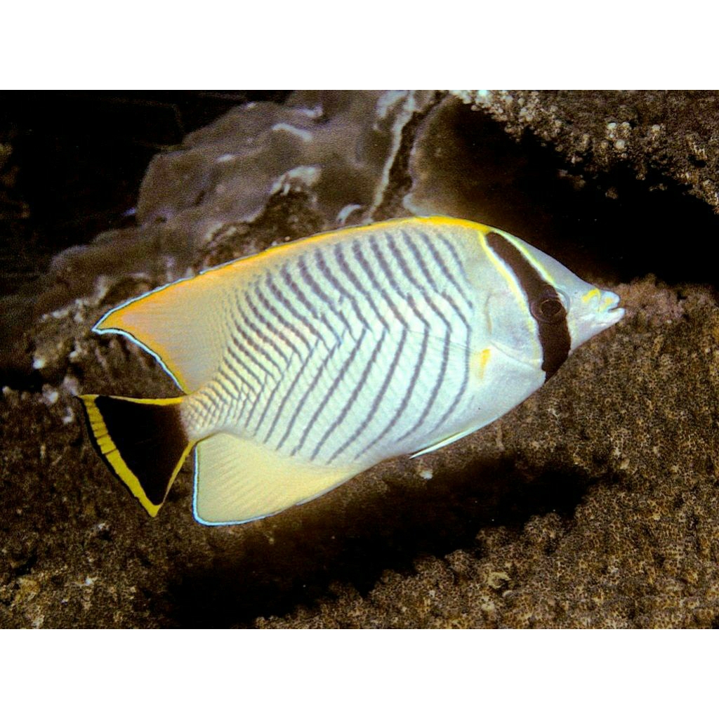 Jual IKAN HIAS LAUT KEPE PANAH | Shopee Indonesia