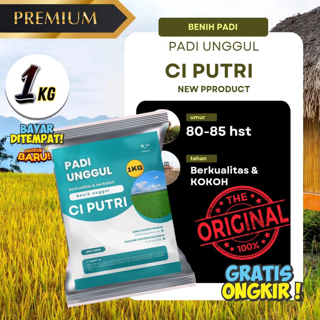 Jual benih padi ciputri benih padi berkualitas super benih padi unggul dalam kemasan 1kg ...