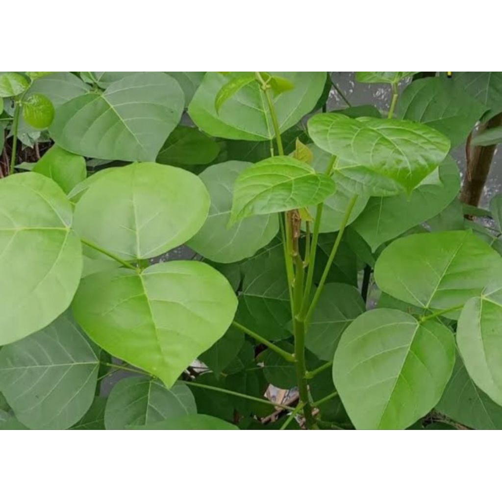 Jual Daun dadap/serep | Shopee Indonesia