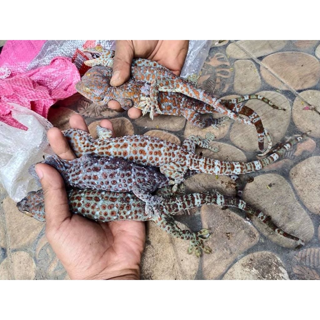Jual BARANG ANTIK TOKEK BESAR | Shopee Indonesia