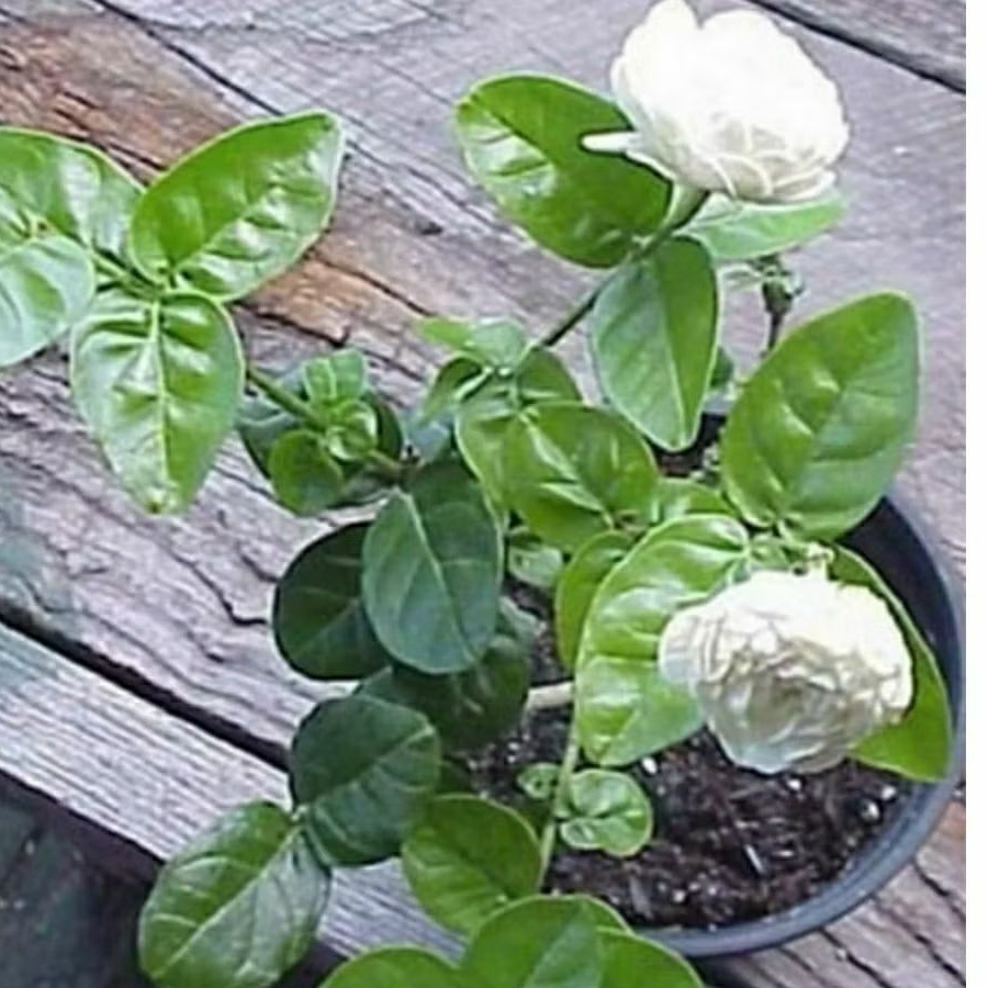 Jual BIBIT BUNGA MELATI TUMPUK ATAU MENUR | Shopee Indonesia