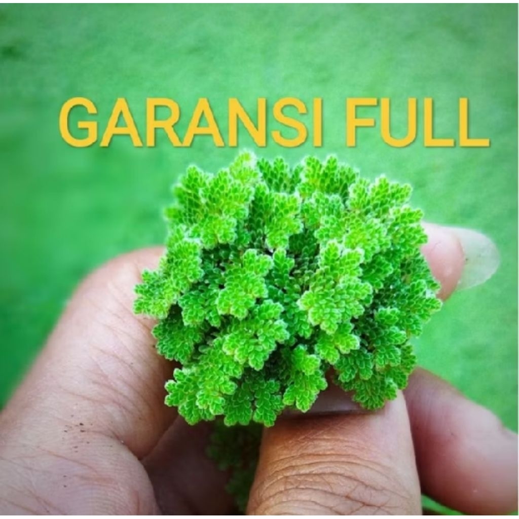 Jual BIBIT AZOLA 1KG BENIH AZOLLA | Shopee Indonesia