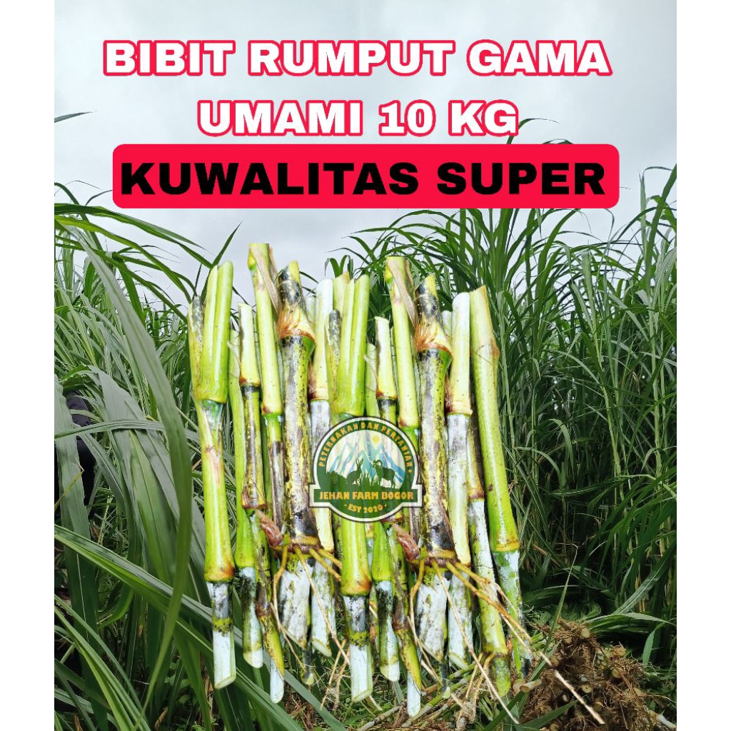 Jual BIBIT RUMPUT GAMA UMAMI SUPER 10 KG PAKAN TERNAK DOMBA KAMBING ...