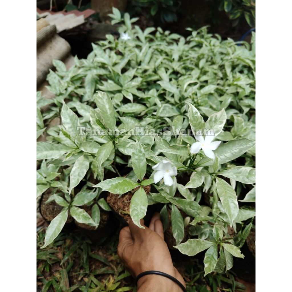 Jual Promo COD!!! tanaman hias saberna putih paket 10pohon/1pohon ...