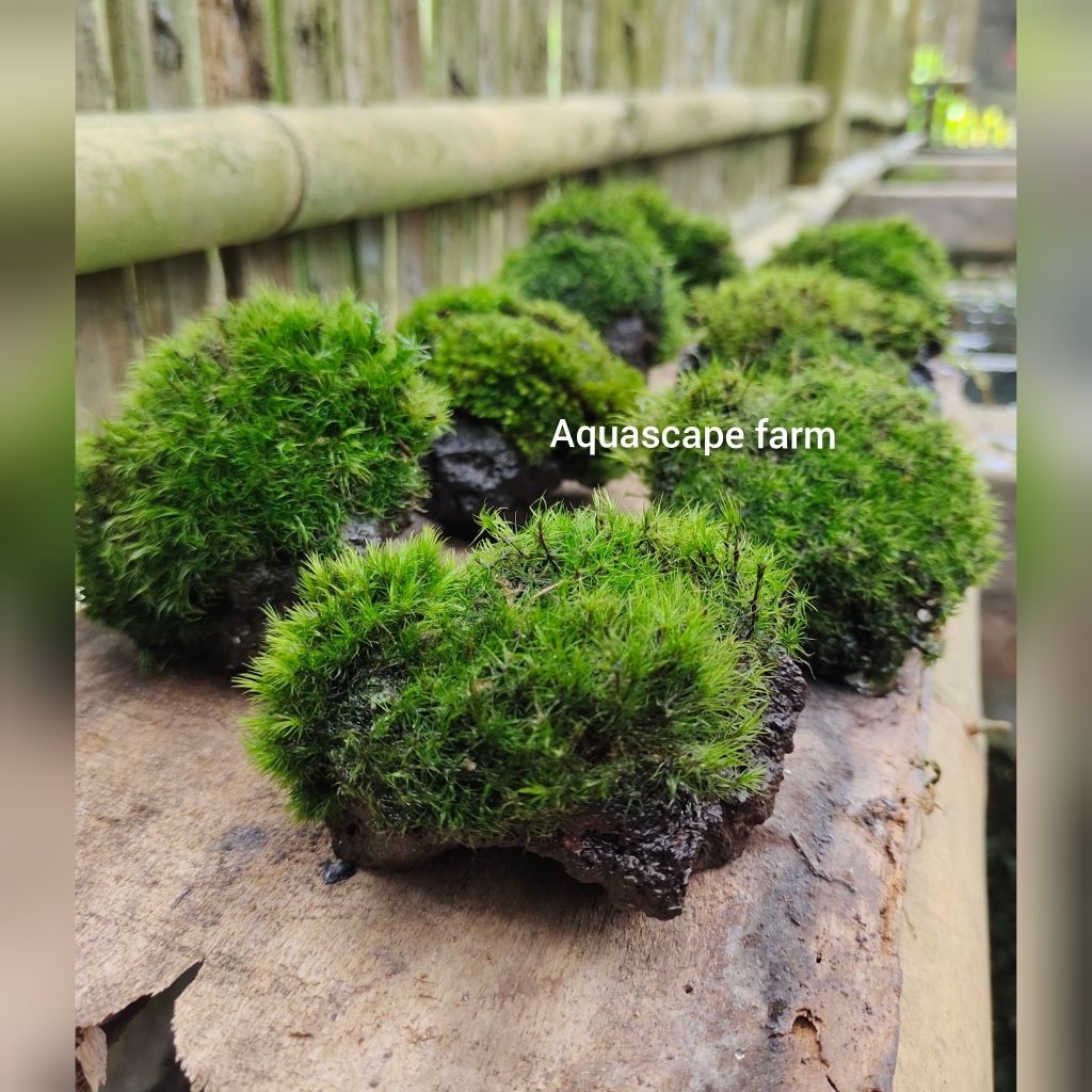 Jual batu mos paludarium terarium | Shopee Indonesia