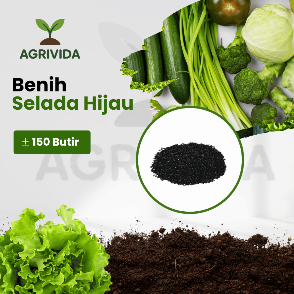 Jual Benih Selada Hijau isi 150 Butir benih tanaman sayuran pilihan ...