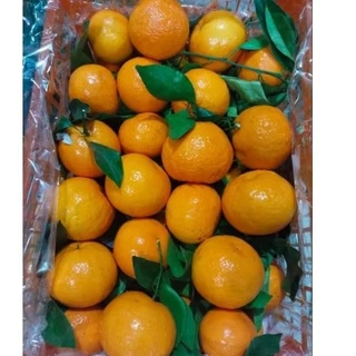 Jual Jeruk Wogan Terlengkap & Harga Terbaru Oktober 2025 | Shopee Indonesia