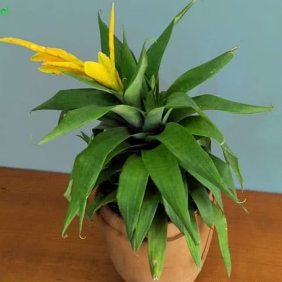 Jual Tanaman Bromelia Yellow Colombia / Vriesea Ospinae / Bromeliad ...