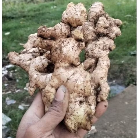 Jual BENIH/BIBIT JAHE GAJAH TUA PAKET 50 kg | Shopee Indonesia