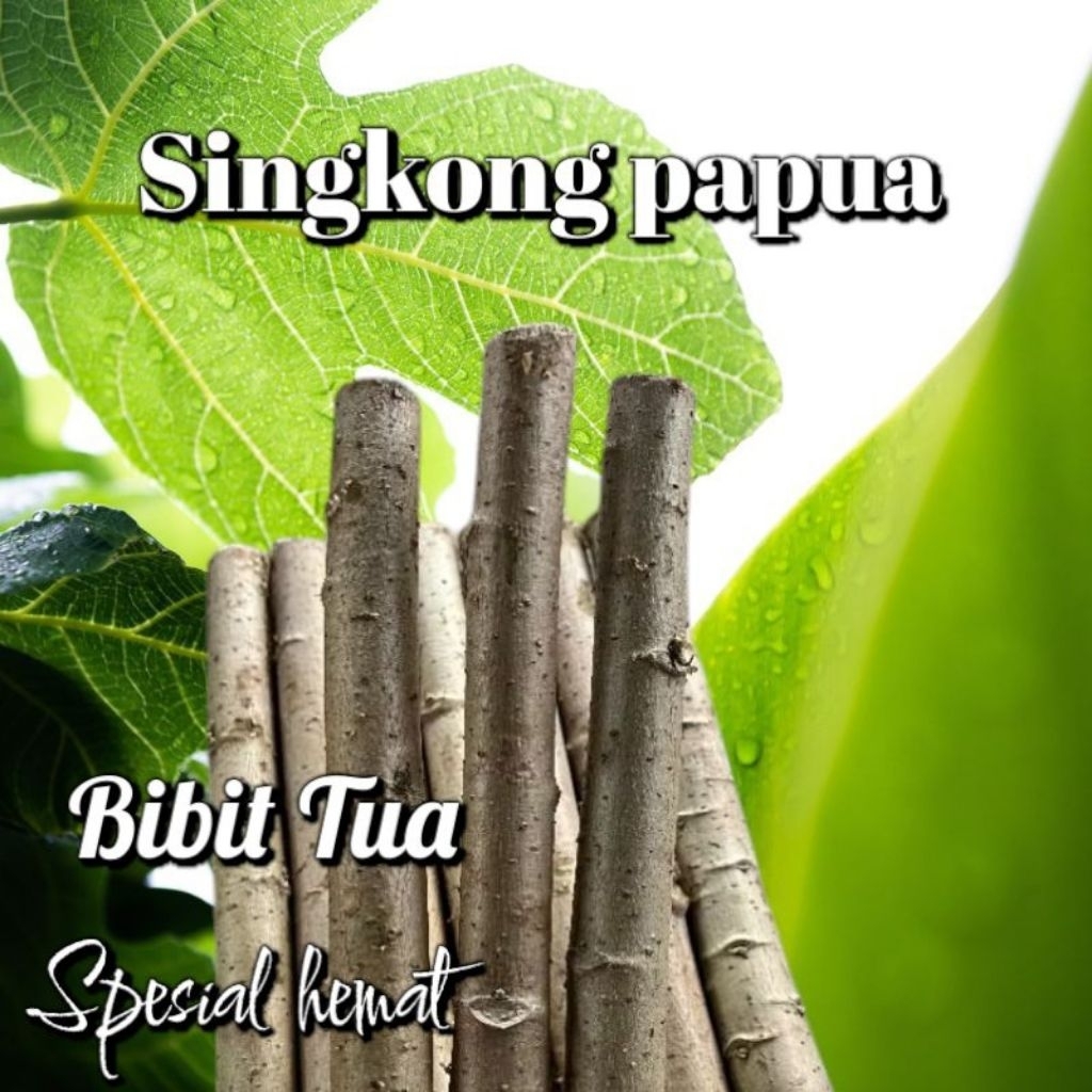 Jual Bibit Stek Singkong Papua 10 batang 20cm | Shopee Indonesia