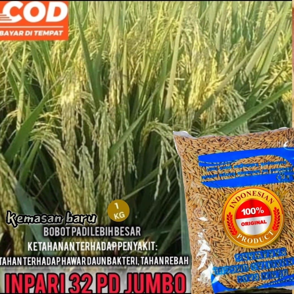 Jual benih padi Inpari 32 jumbo(1kg) | Shopee Indonesia