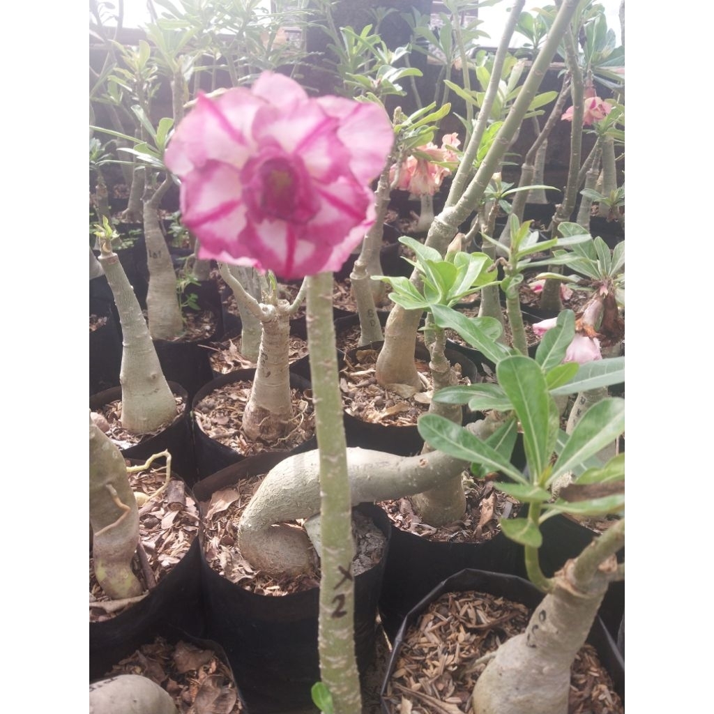 Jual Adenium Bunga Tumpuk Ory Biji Bukan Sambung | Shopee Indonesia