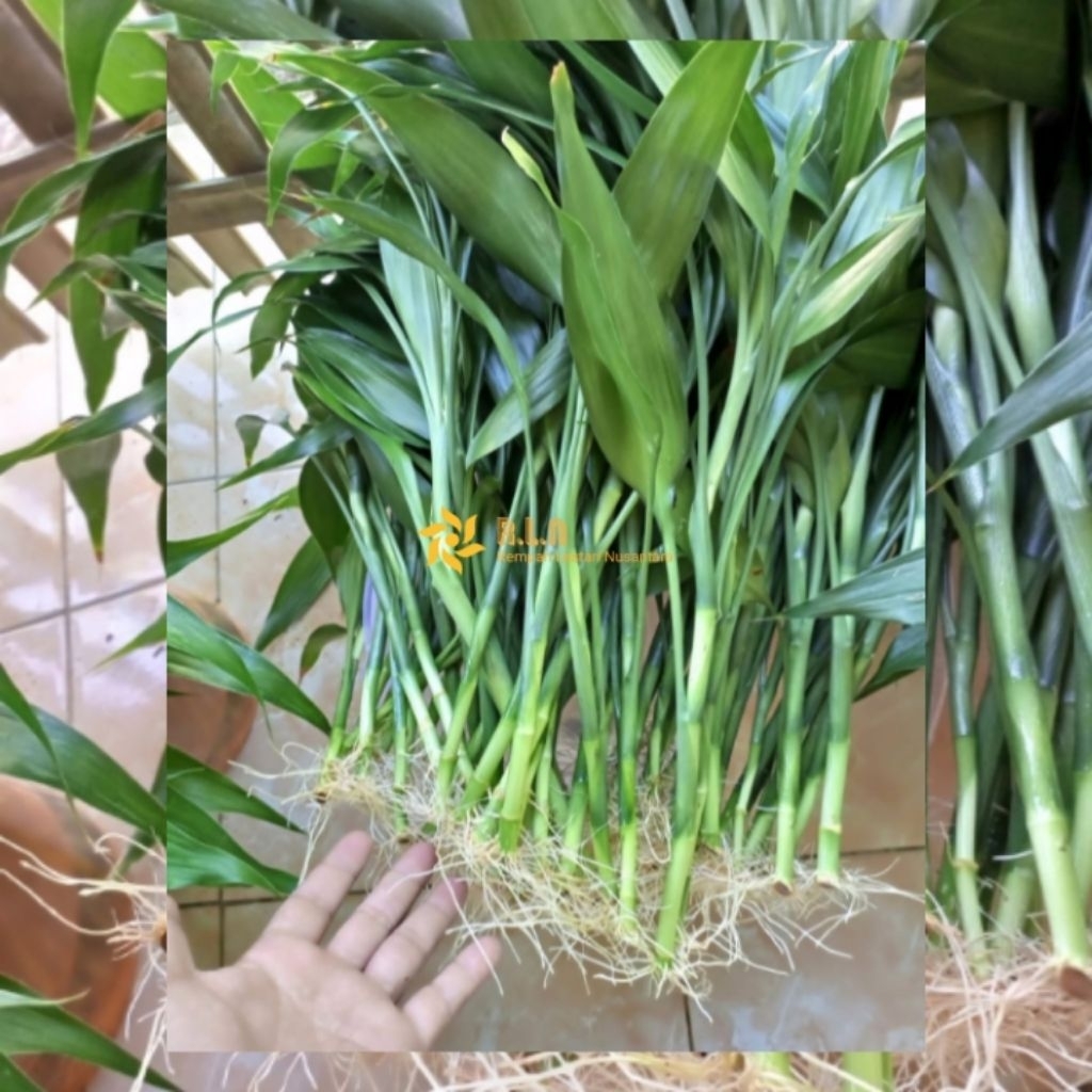 Jual Bambu hoki | bambu sri rejeki | lucky bambu berakar dan berdaun ...