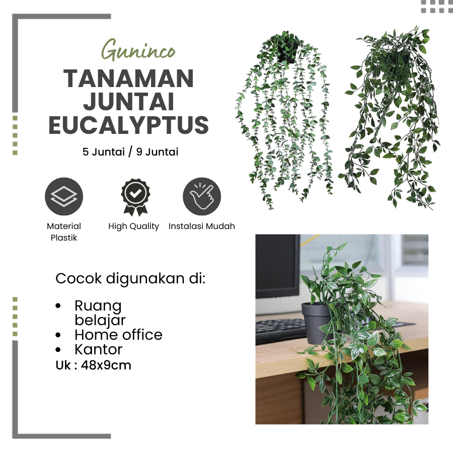 Jual Guninco Tanaman Juntai Eucalyptus Tanaman Gantung Daun Rambat ...