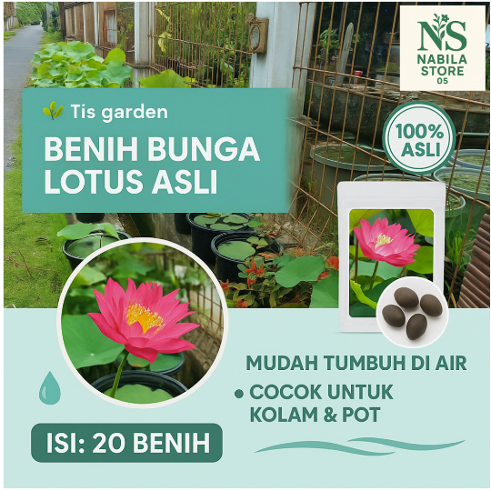 Jual Biji Buah Biji Bunga Teratai Lotus 20 Butir Warna Seeds Miks Lotus ...