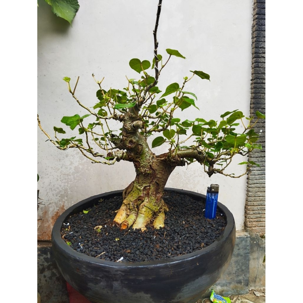 Jual bonsai waru india super siap pajang | Shopee Indonesia