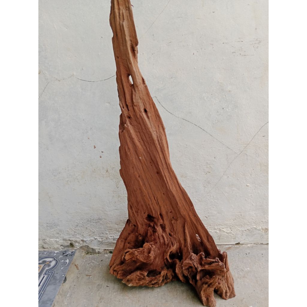 Jual RENTEK KAYU SANTIGI UNTUK KEBUTUHAN AKUARIUM ATAU AKUASECAPE ...