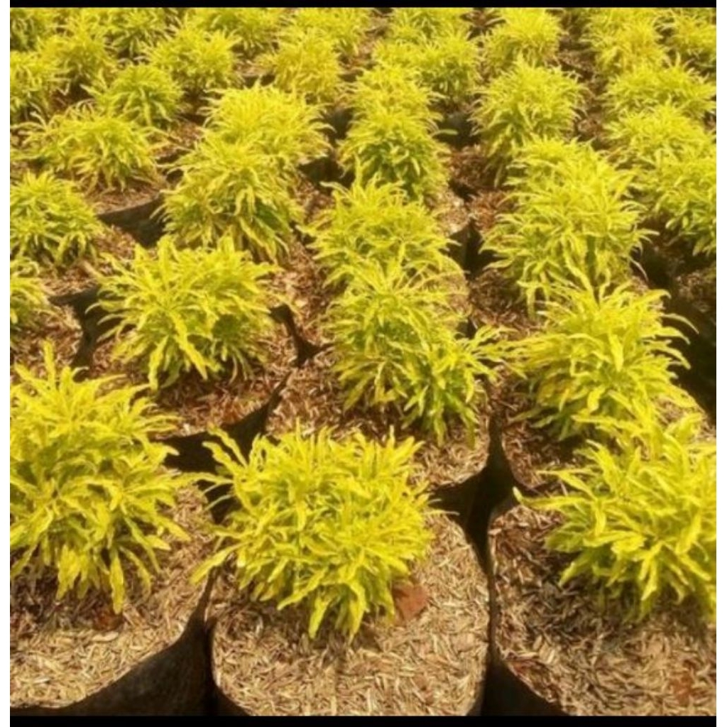 Jual Tanaman hias Brokoli kuning/Golden.(Golden false aralia) | Shopee ...