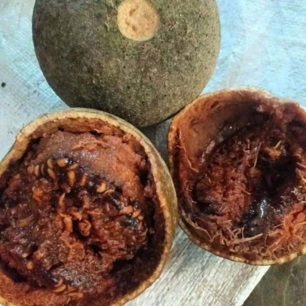 Jual BUAH KAWISTA KAWIS KINCO KISTO MATANG | Shopee Indonesia